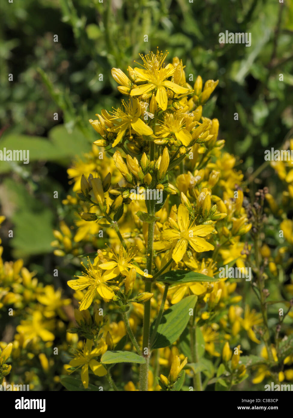 Hairy St John's-wort, hypericum hirsutum Stock Photo - Alamy