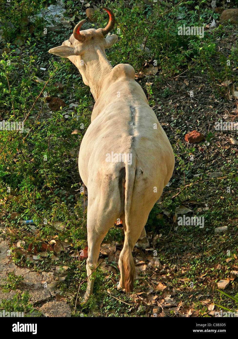 Bull, Domestic Animal Stock Photo - Alamy