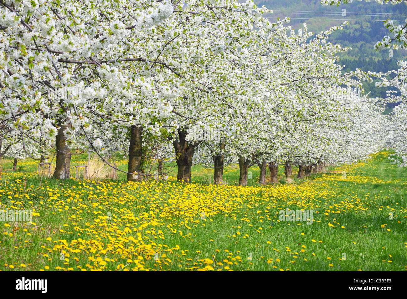 Cherry trees in full bloom spring cherry orchard Stock Photo - Alamy