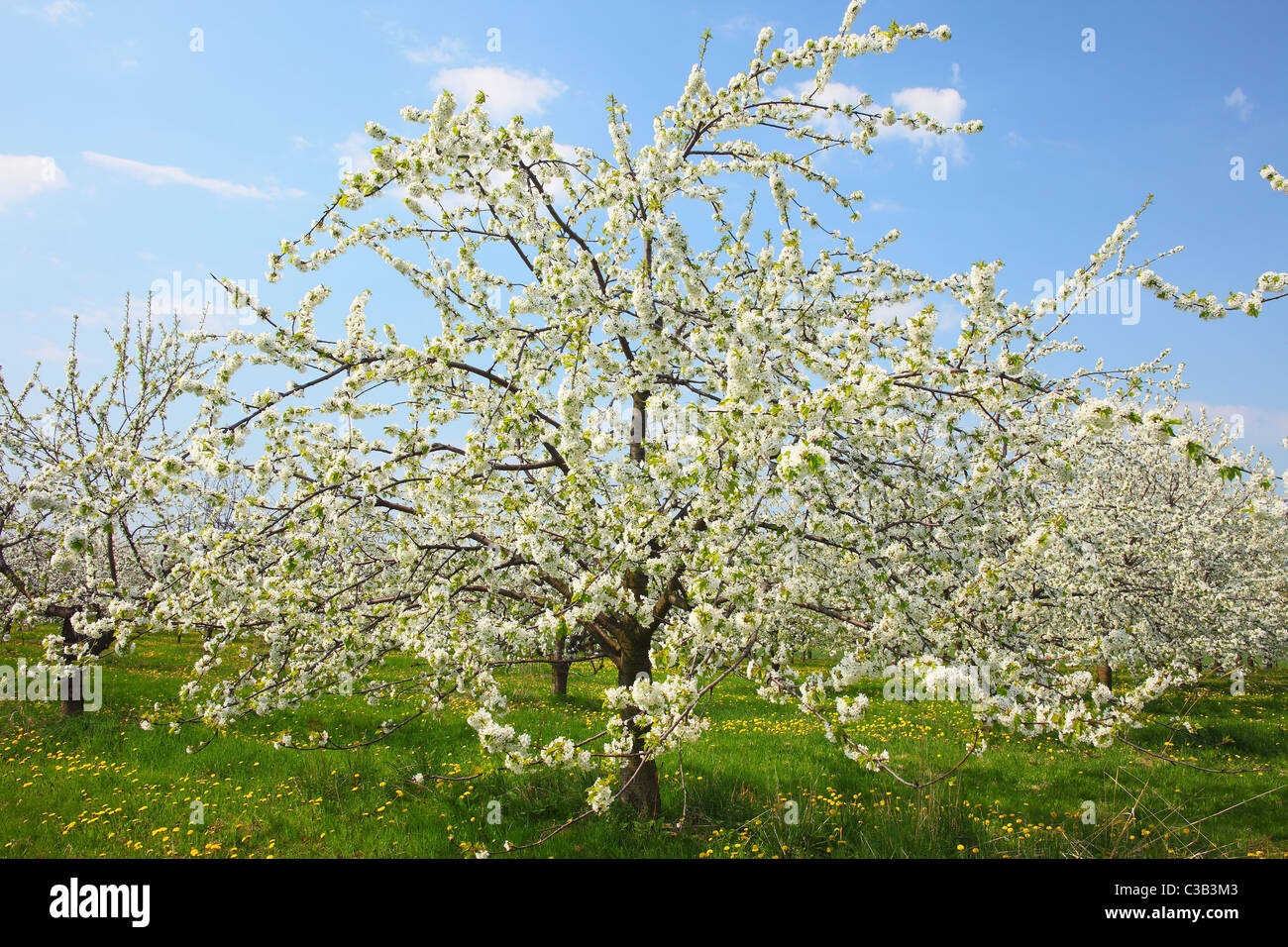 Cherry orchard hi-res stock photography and images - Alamy