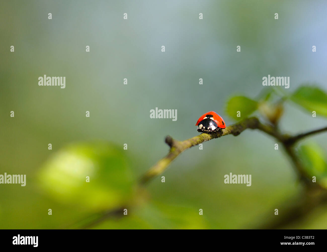 Spot 7 hi-res stock photography and images - Alamy