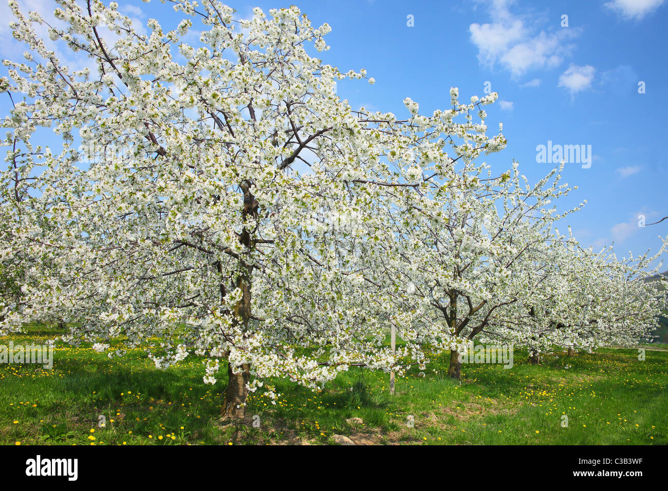 Cherry trees in full bloom spring cherry orchard blooming Stock Photo ...