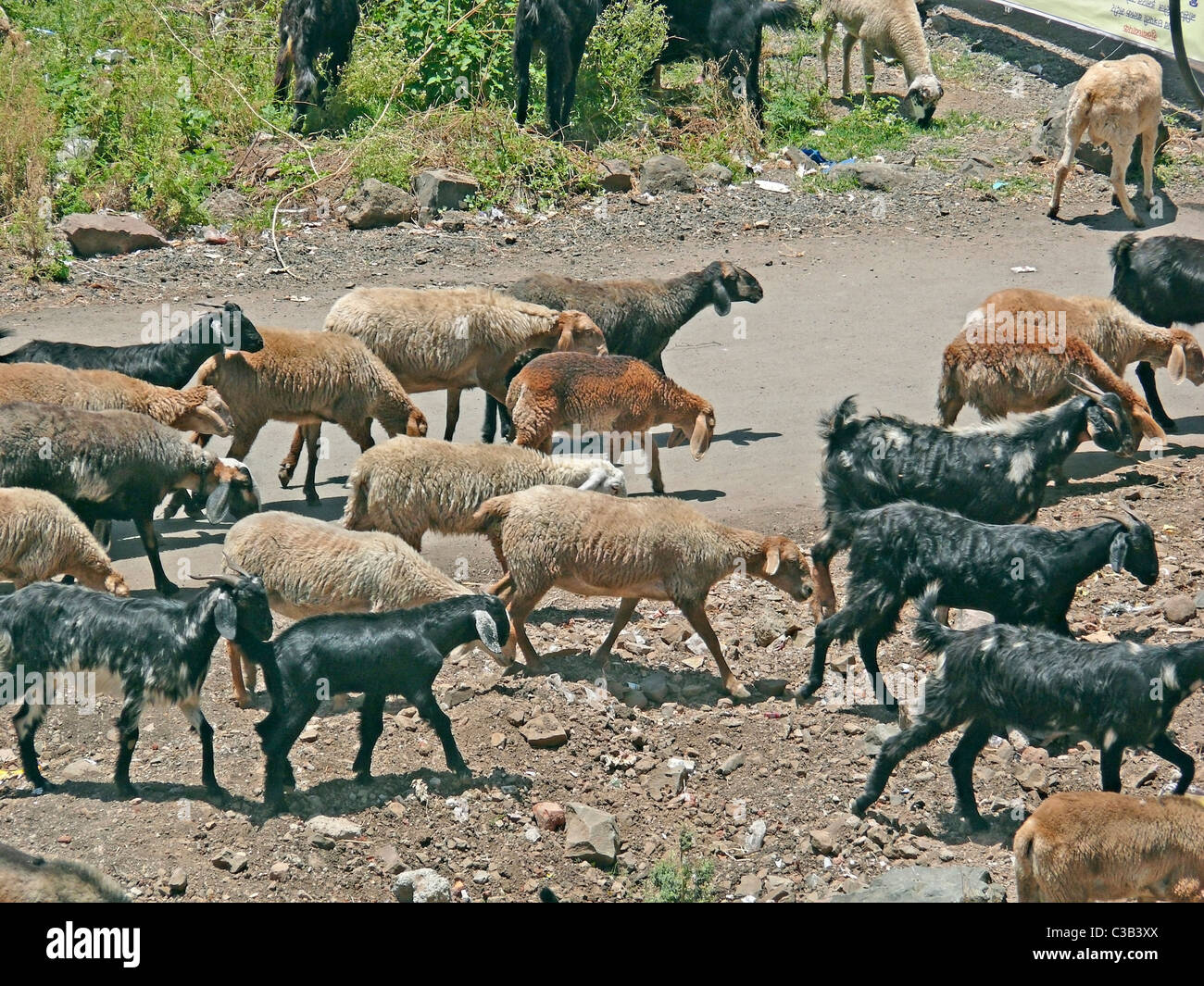 Sheeps Ovis canadensis & Goats India Stock Photo - Alamy