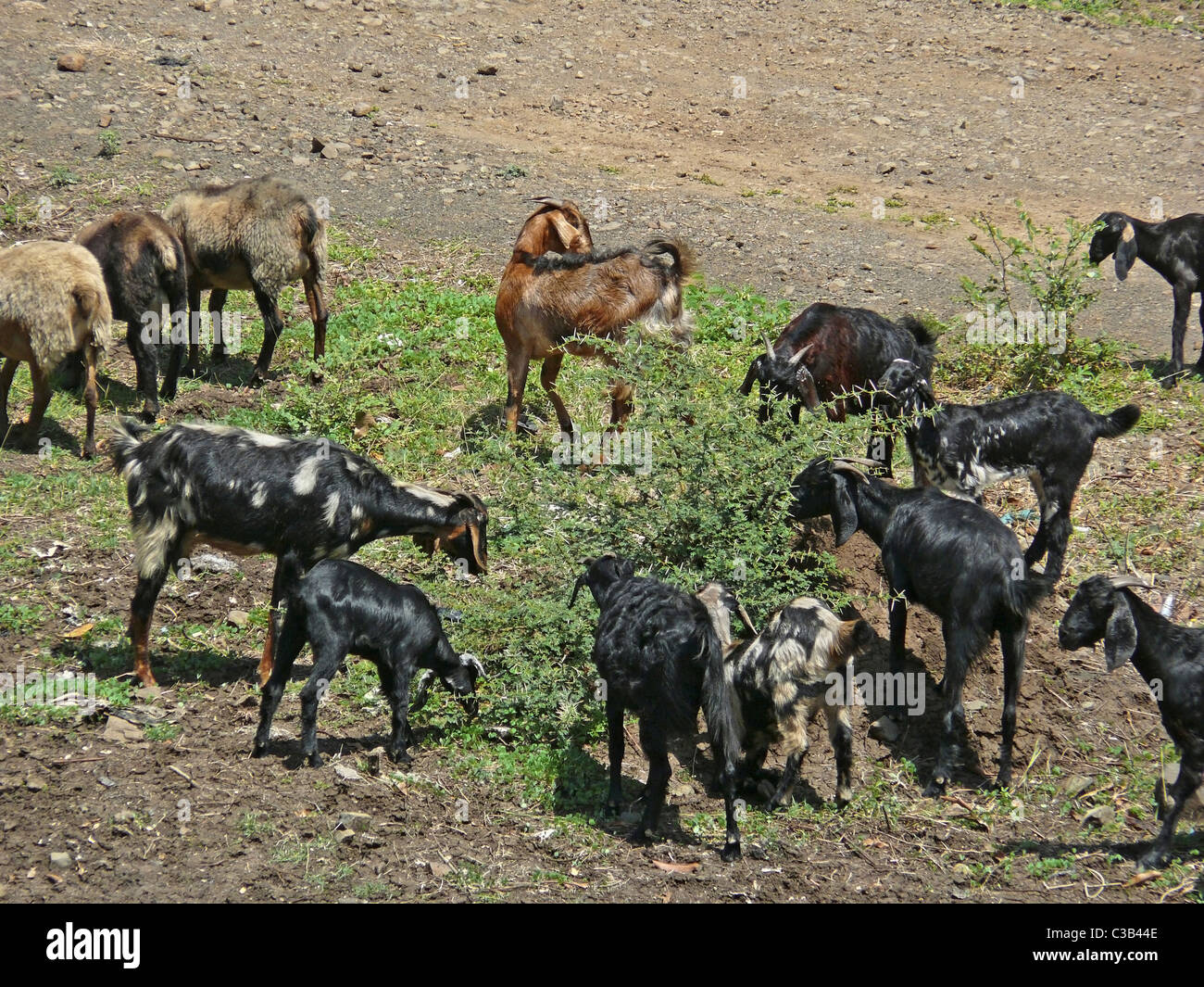 Sheeps Ovis canadensis & Goats India Stock Photo - Alamy