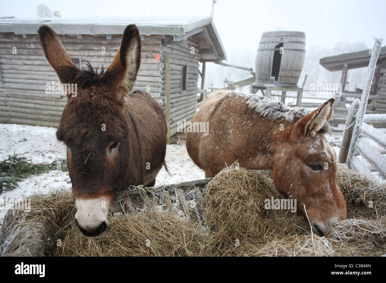 Donkeys in the snow Stock Photo - Alamy
