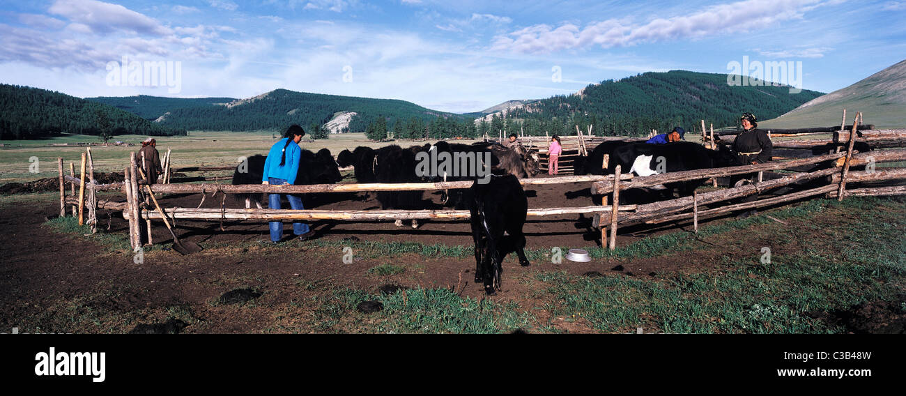 Mongolia, Khovsgol province, the Khovsgol national park, yaks breeding ...