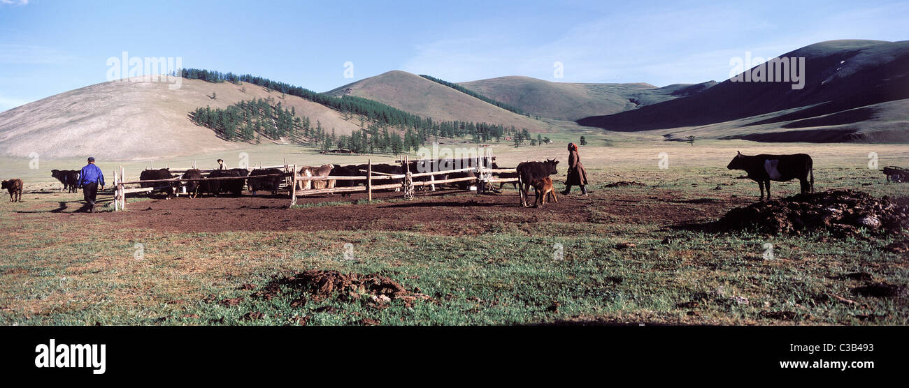 Mongolia, Khovsgol province, the Khovsgol national park, yaks breeding ...