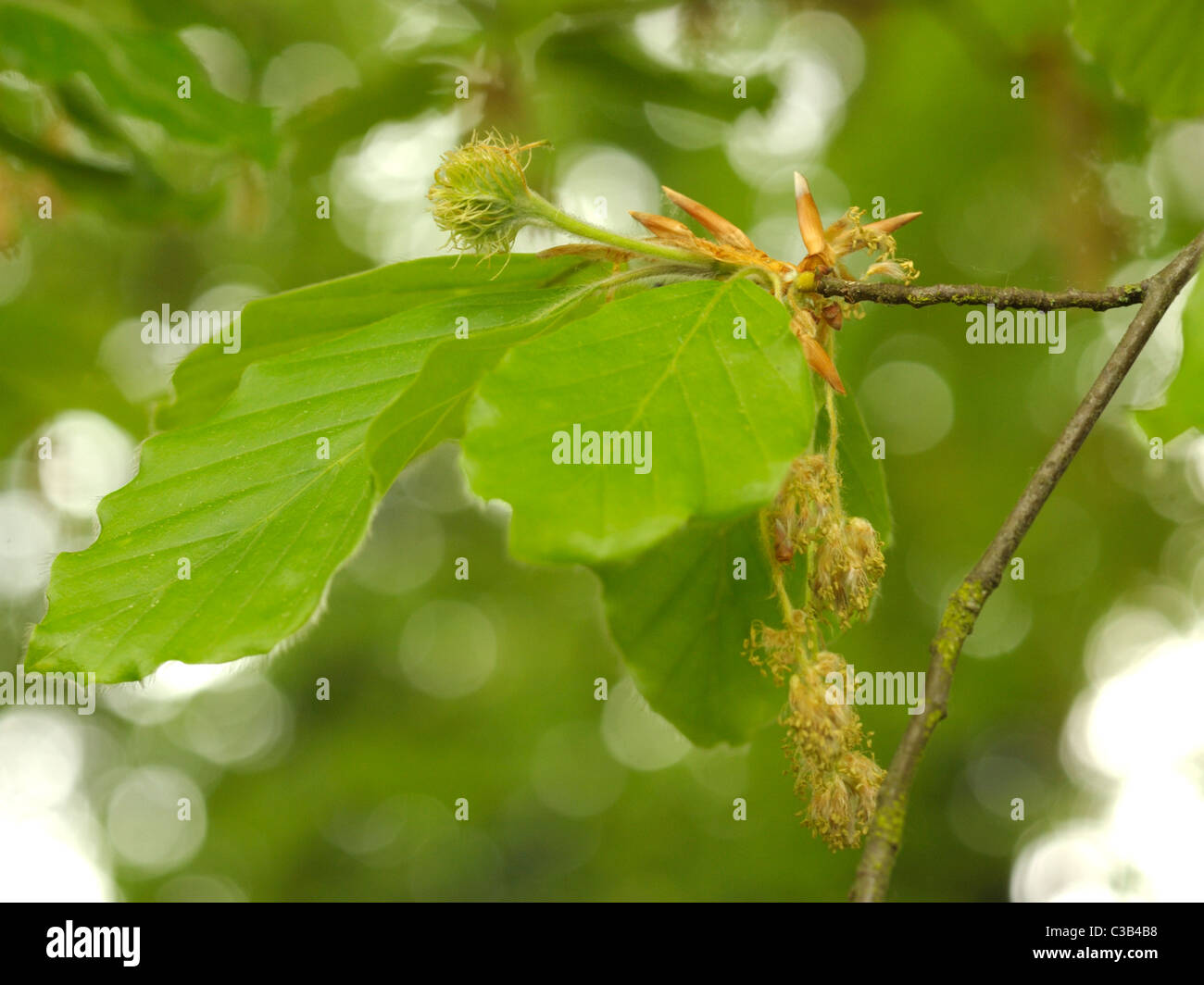Beech mast hi-res stock photography and images - Alamy