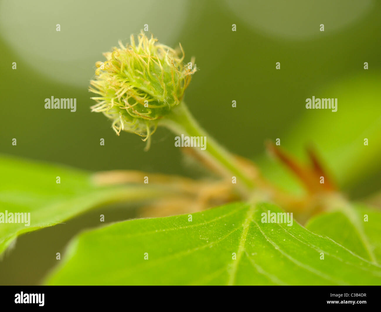 Beech female flower, fagus sylvatica Stock Photo - Alamy