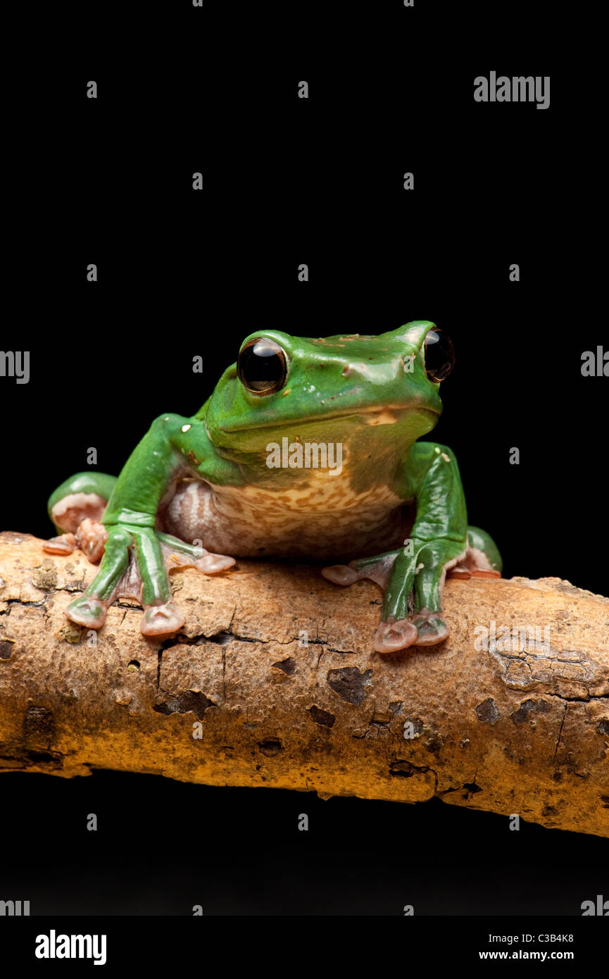Endangered tree frog hi-res stock photography and images - Alamy