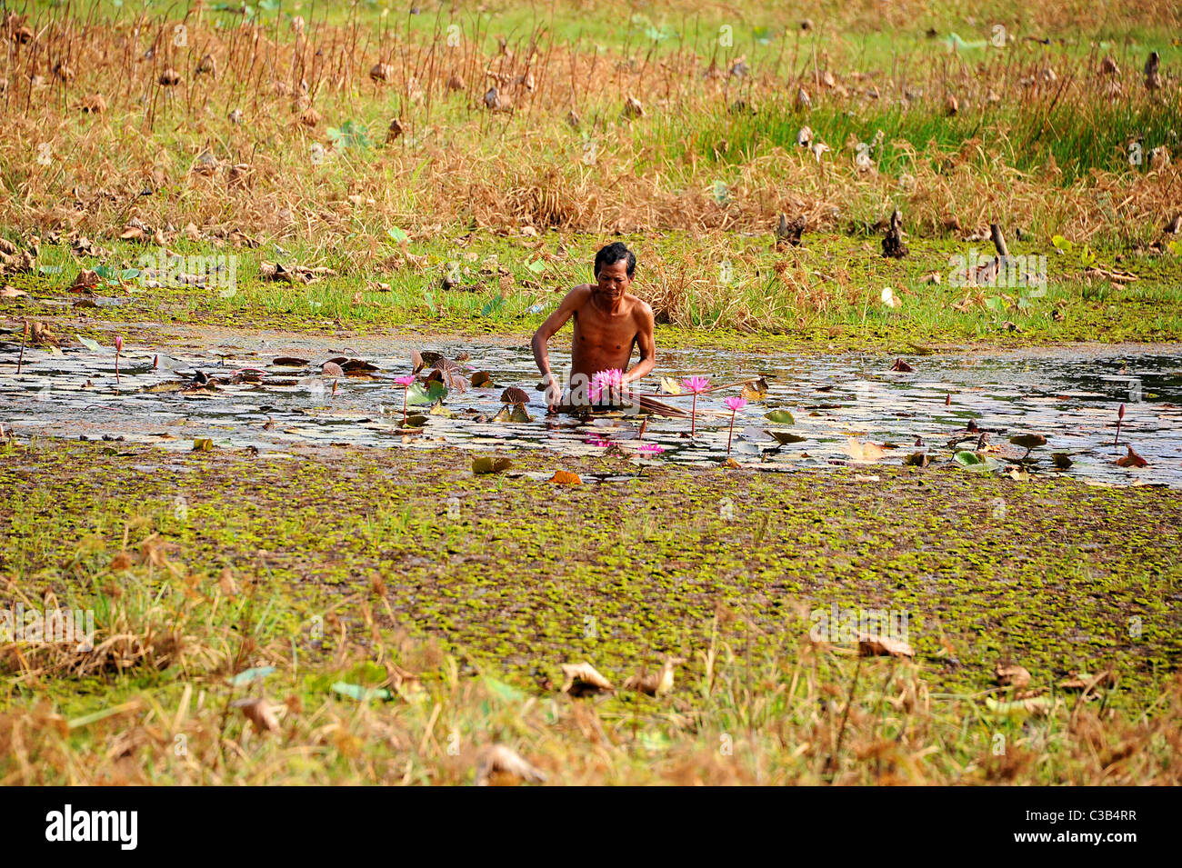 Local Cambodian man picking lotus flowers from the pond in Kampot ...
