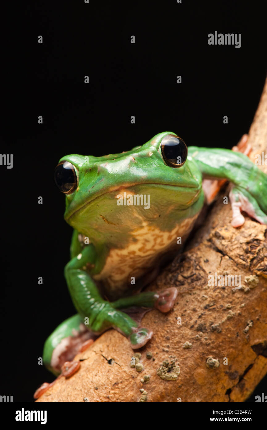 Vietnamese Green Tree Frog, Studio Shot Stock Photo - Alamy
