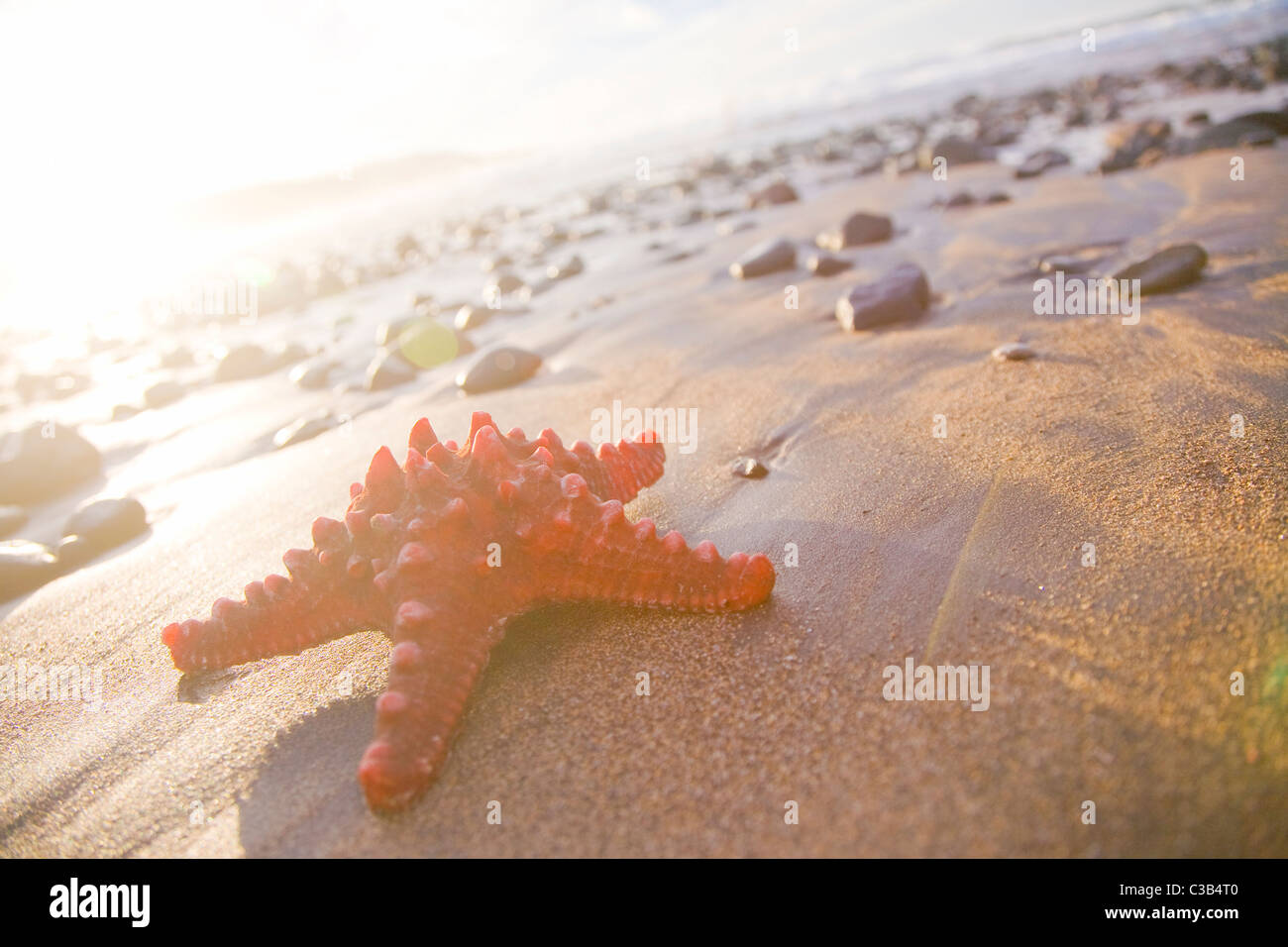 Starfish In Sand Sunset