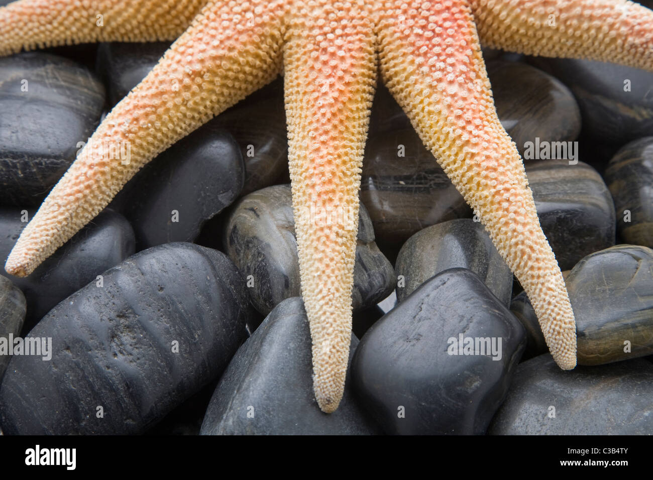 Bleached starfish on a pebble beach Stock Photo - Alamy
