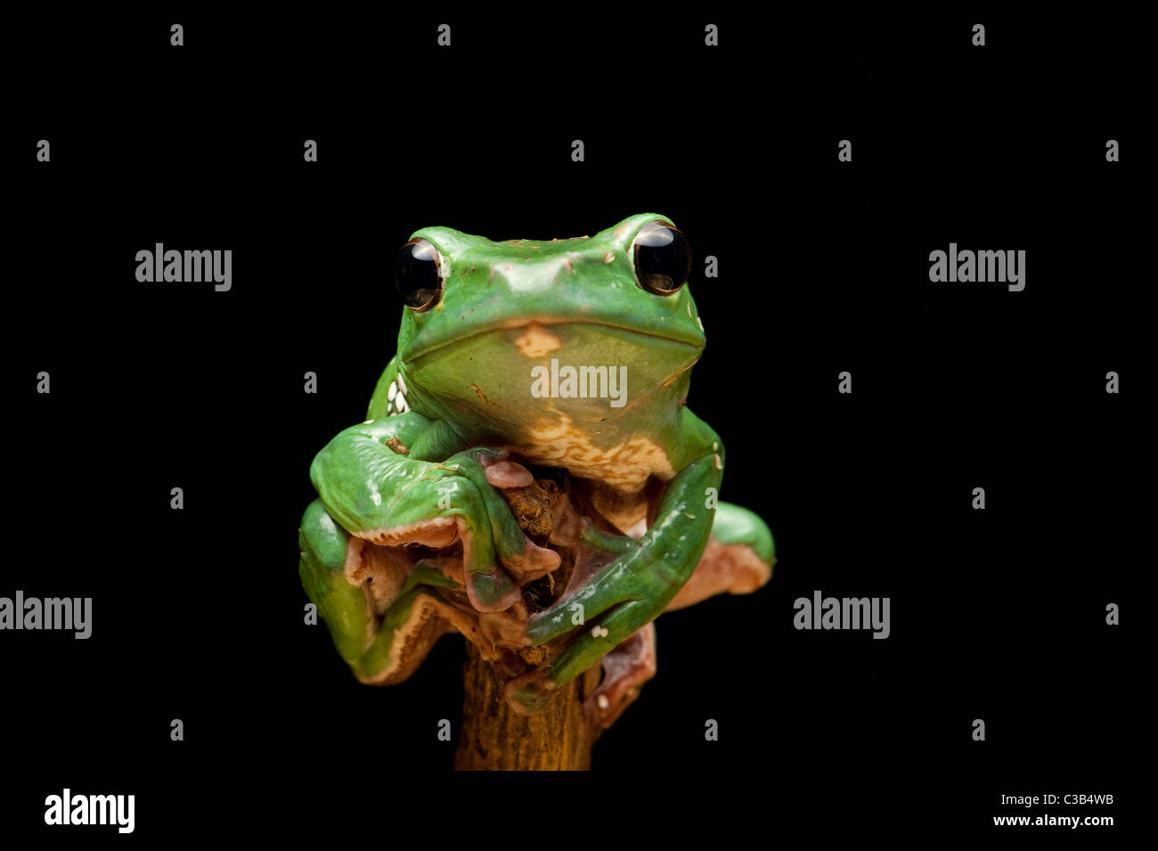 Vietnamese Green Tree Frog, Studio Shot Stock Photo - Alamy
