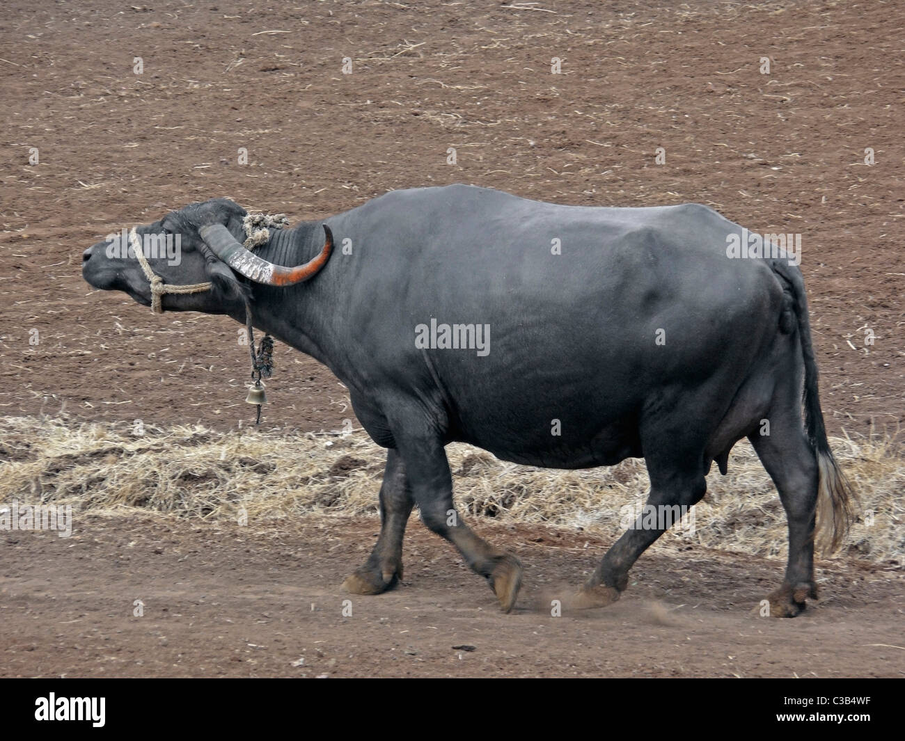 She Buffalo, India Stock Photo - Alamy