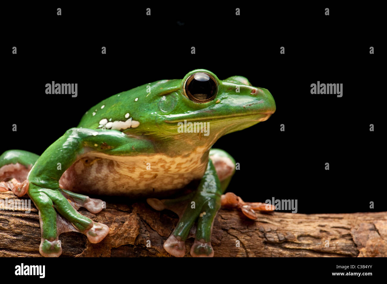 Tree frogs skin hi-res stock photography and images - Alamy