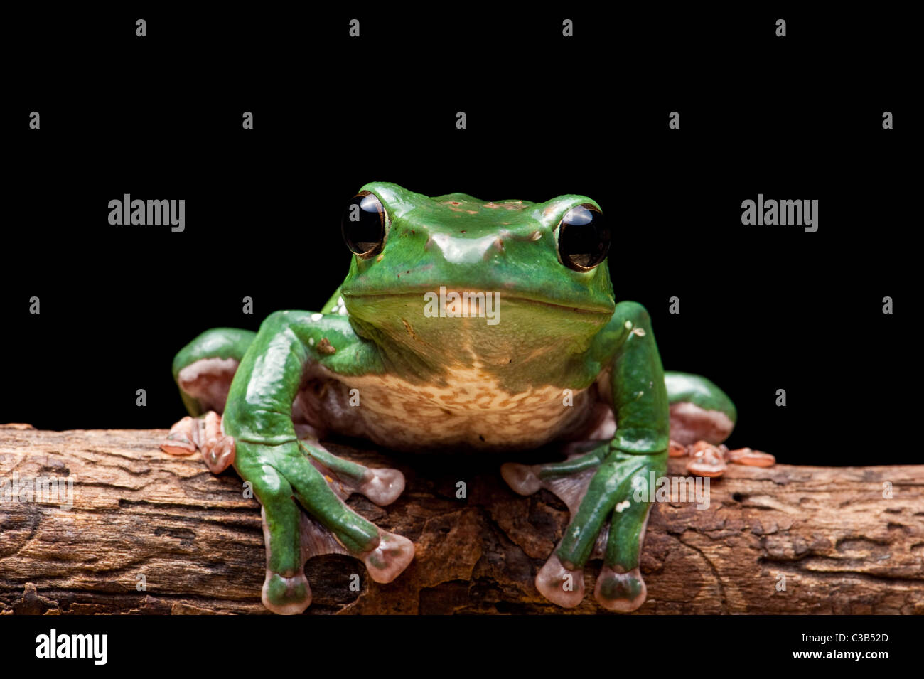 Vietnamese Green Tree Frog, Studio Shot Stock Photo - Alamy