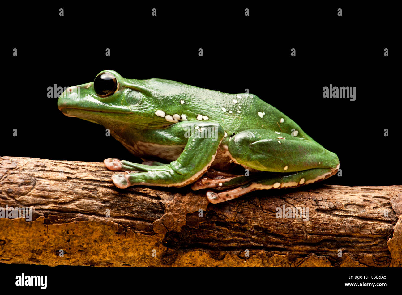 Vietnamese Green Tree Frog, Studio Shot Stock Photo - Alamy