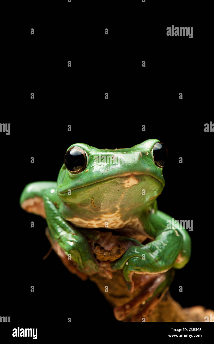 Vietnamese Green Tree Frog, Studio Shot Stock Photo - Alamy