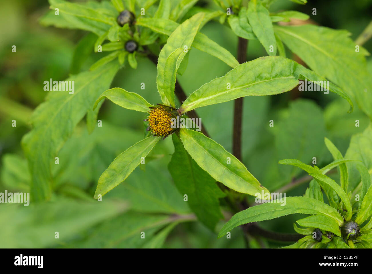 Trifid Bur-marigold, bidens tripartita Stock Photo - Alamy
