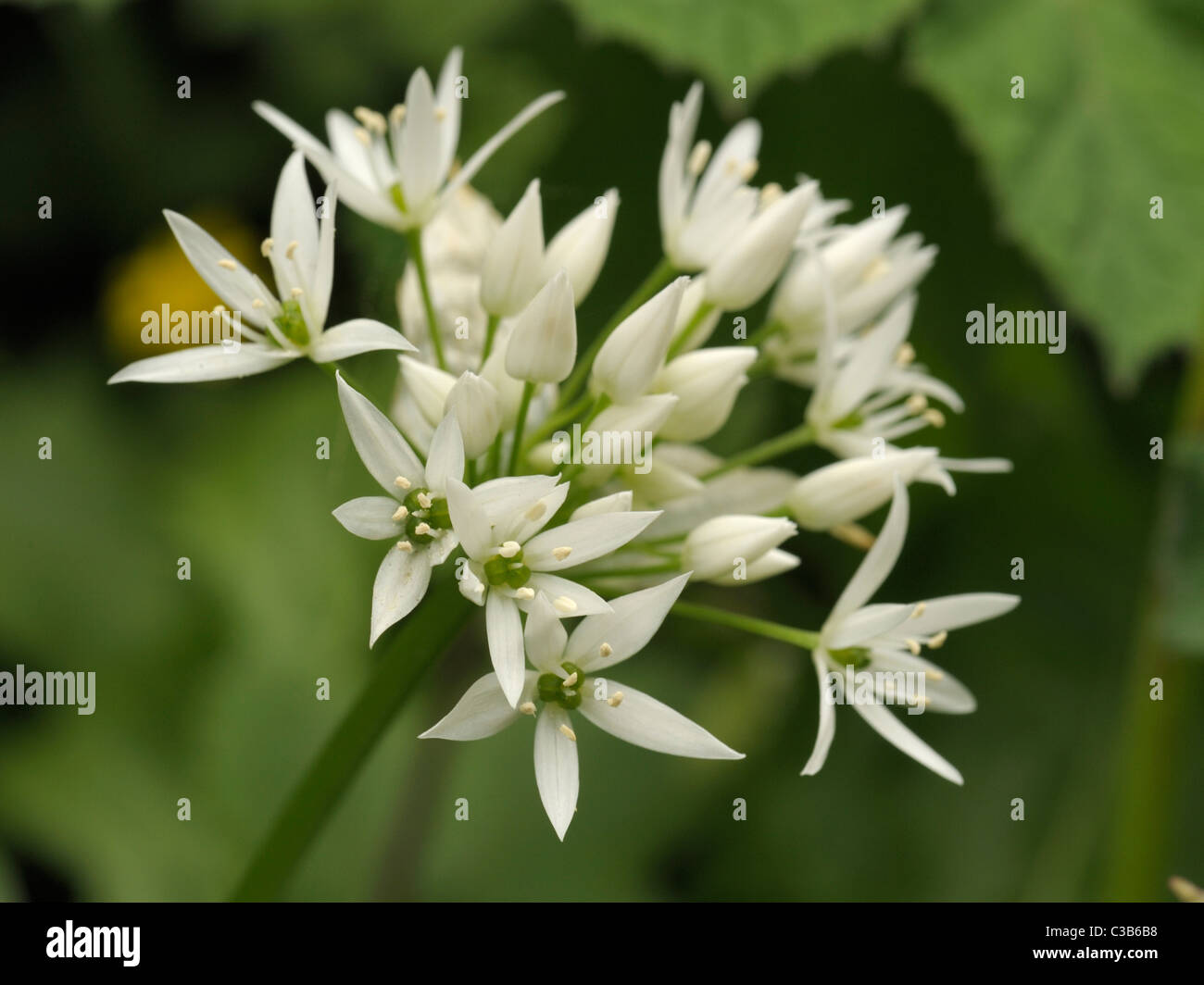 Allium Ursinum Ramsons High Resolution Stock Photography and Images - Alamy
