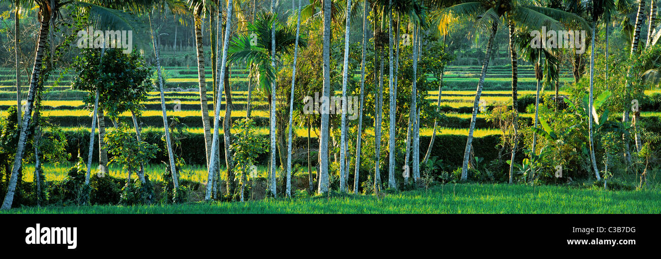 Indonesia, Lombok, rice fields Stock Photo - Alamy