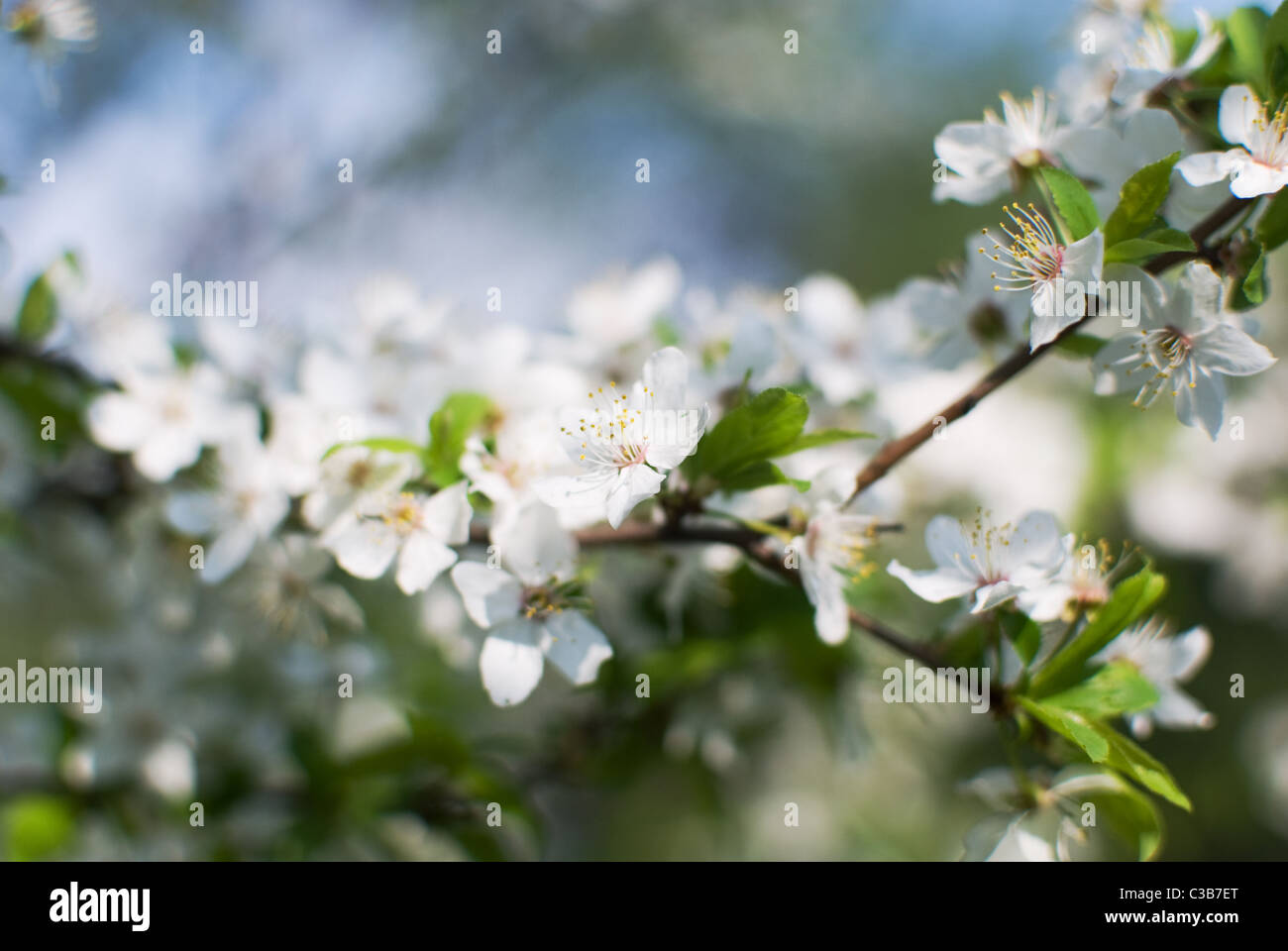 cherry tree brunch in blossom Stock Photo - Alamy