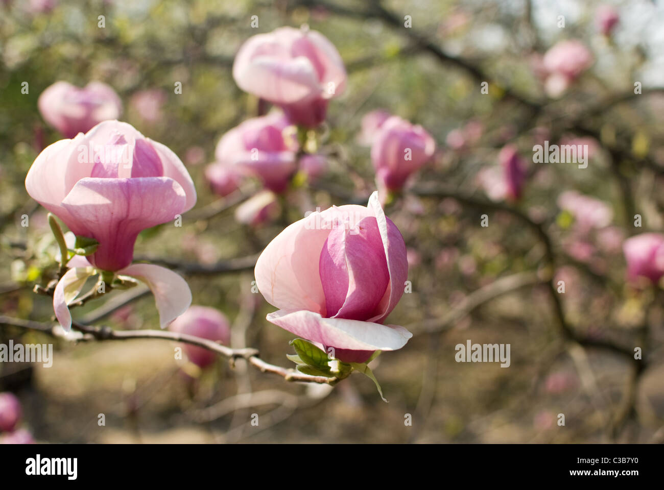 big pink flowers of magnolia on tree Stock Photo - Alamy