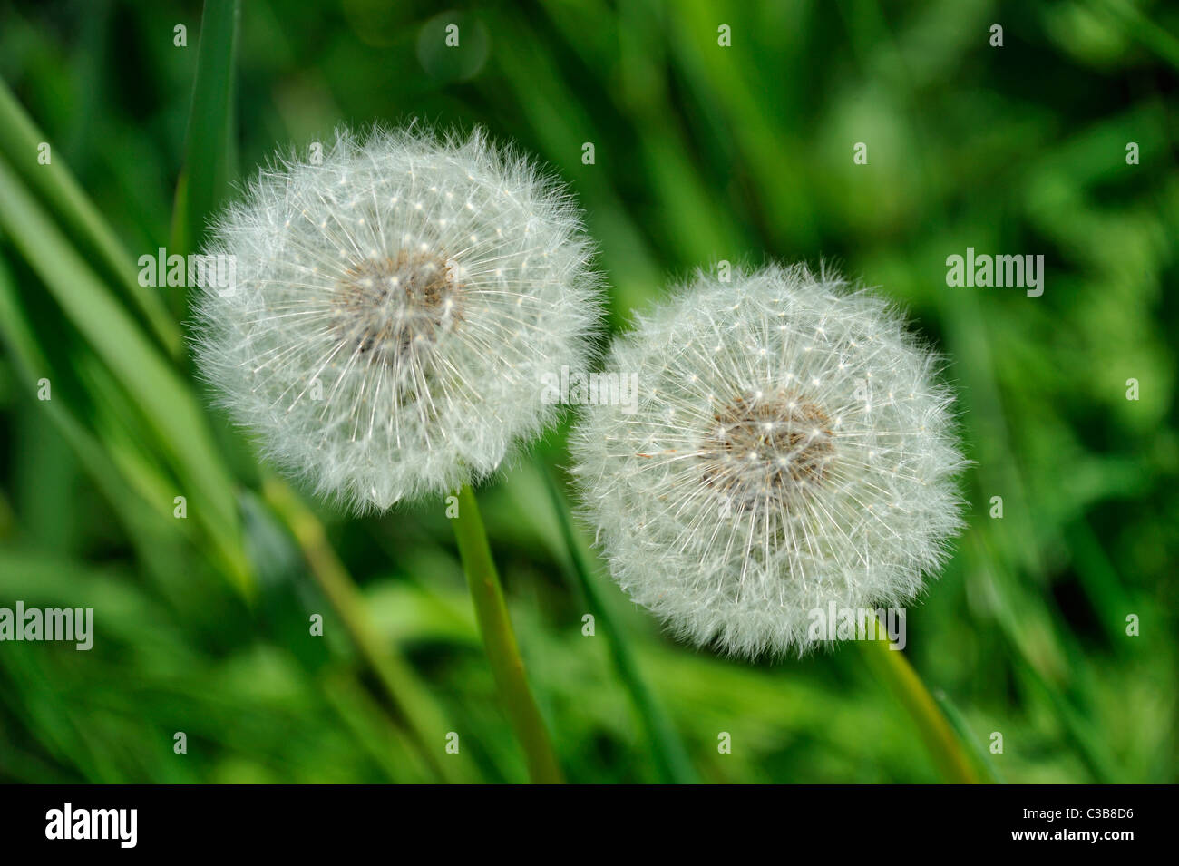 Two dandelion seed heads, Taraxacum officinale Stock Photo - Alamy