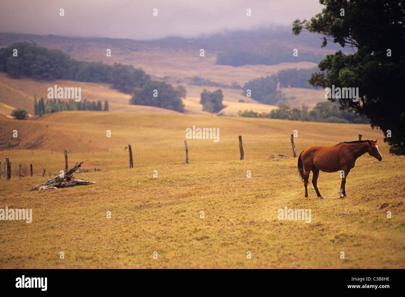 Maui Horse High Resolution Stock Photography and Images - Alamy