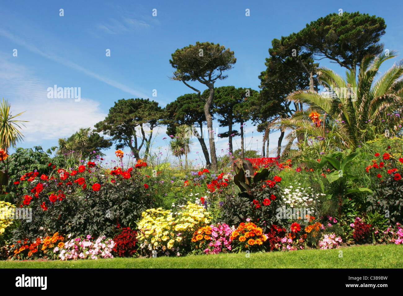 Summer border flower hi-res stock photography and images - Alamy