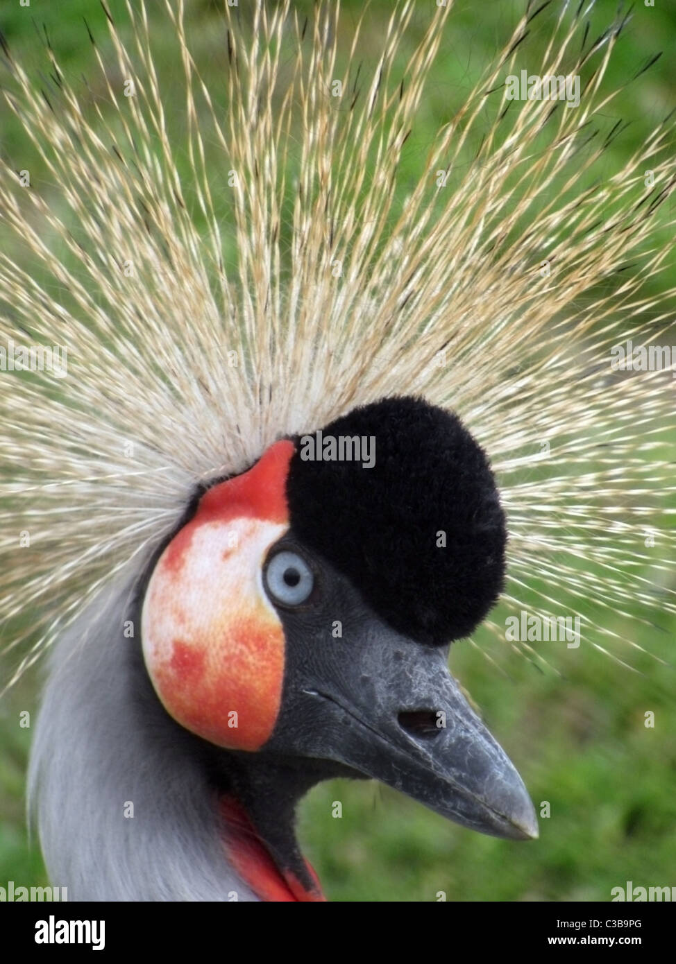 crowned crane head Stock Photo - Alamy