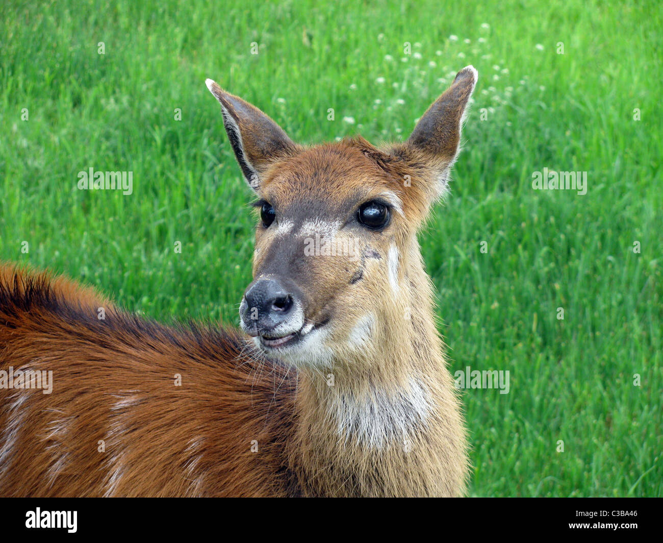 deer over grass Stock Photo - Alamy