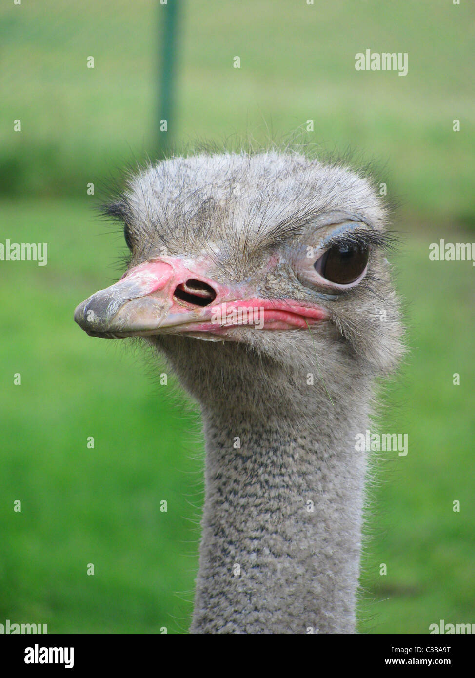 Ostrich bird hi-res stock photography and images - Alamy