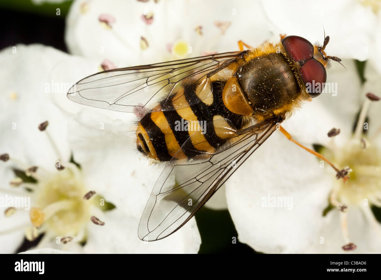 Hoverfly Syrphus Ribesii High Resolution Stock Photography and Images ...