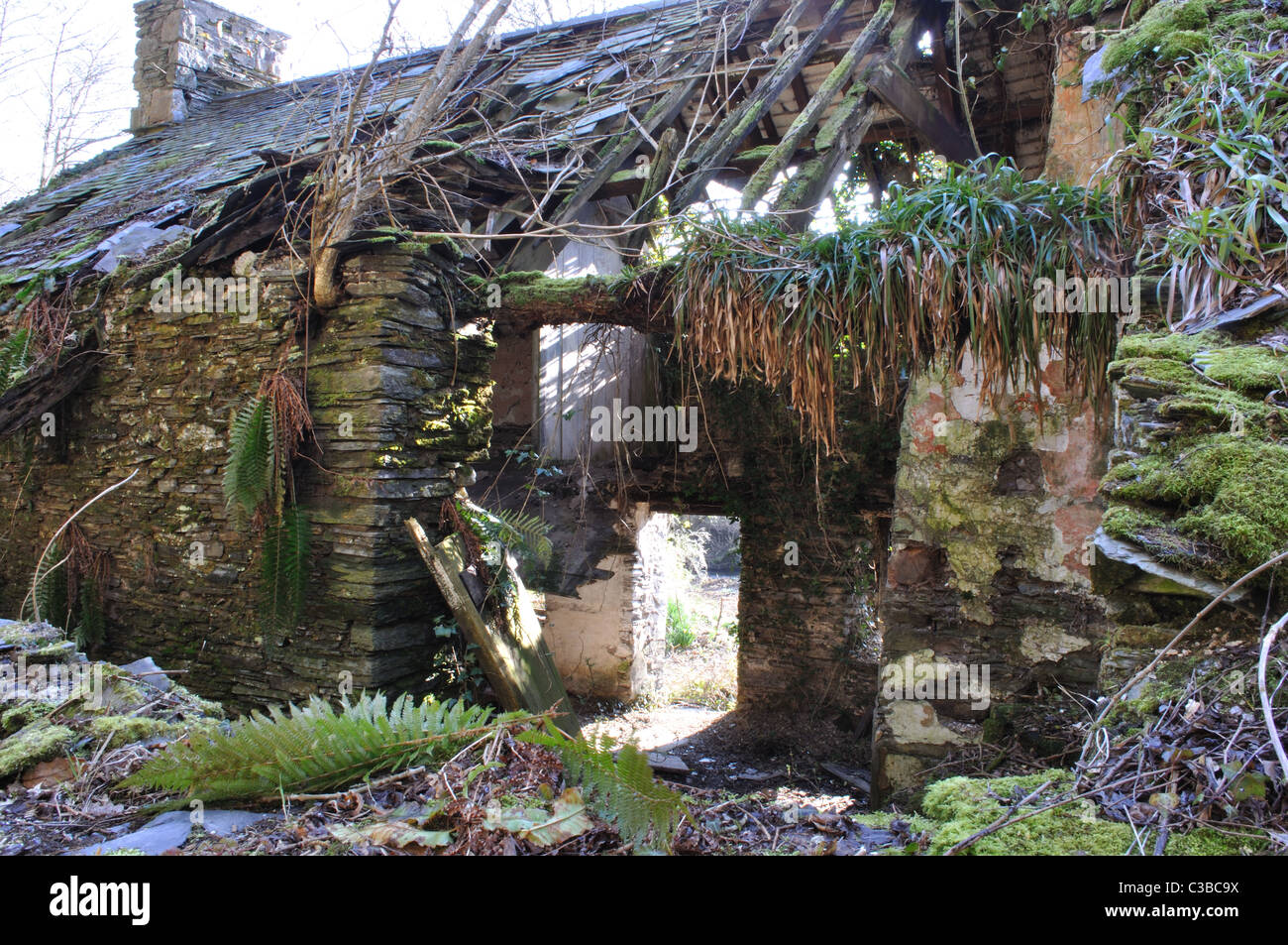 Derelict welsh cottage, farmhouse ruin, Nevern, Pembrokeshire, Wales ...