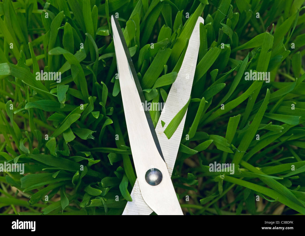 scissors cutting grass Stock Photo - Alamy