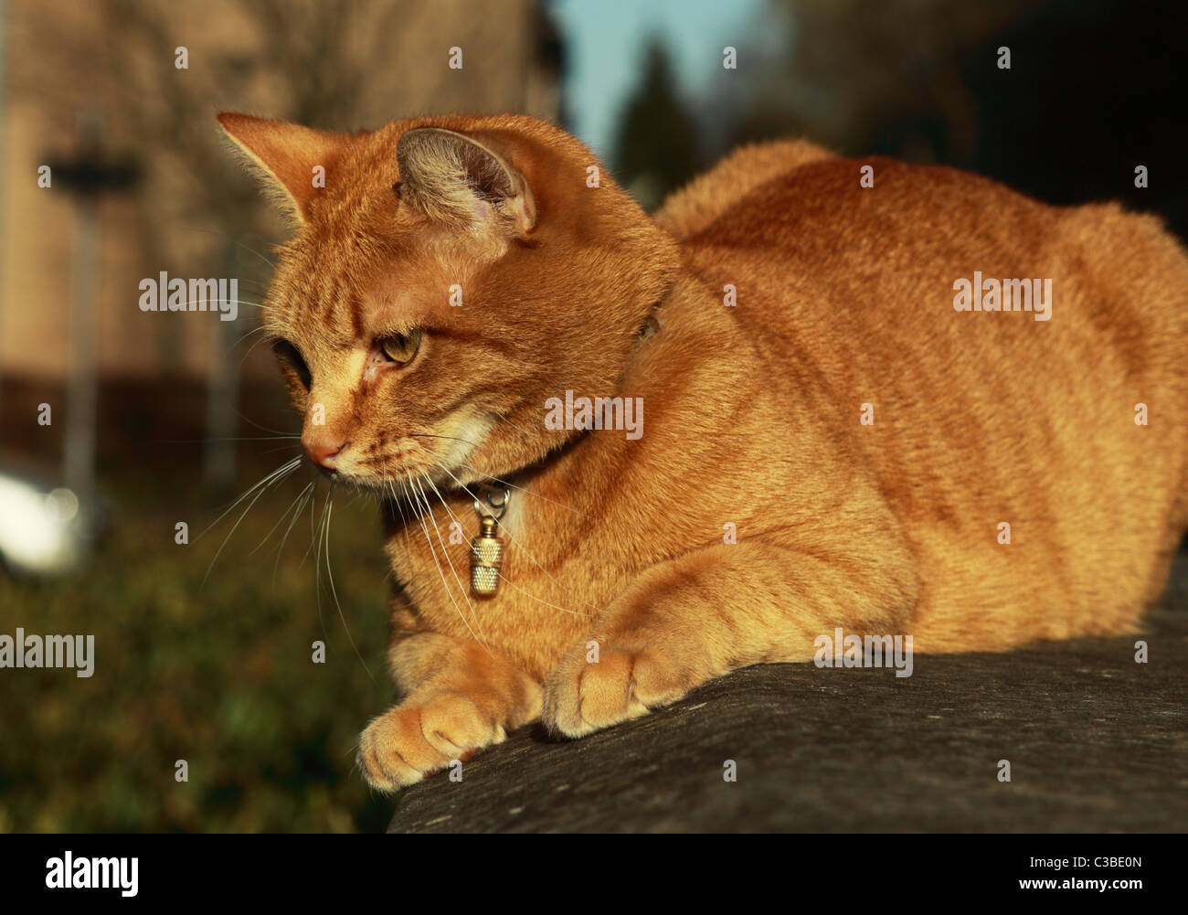 cute red haired cat on the street Stock Photo - Alamy