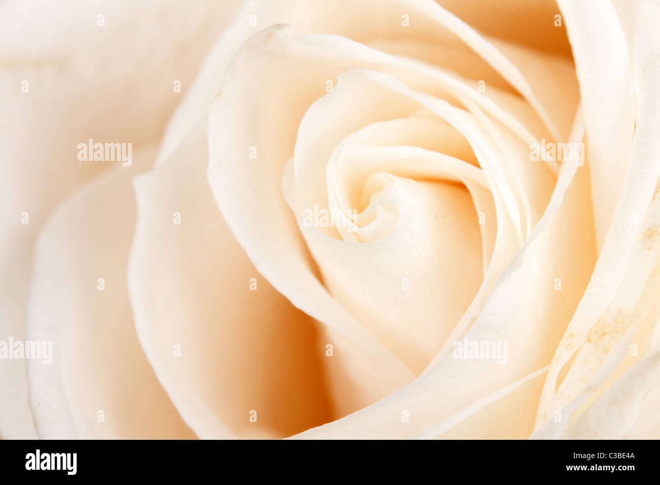 background of white roses close-up Stock Photo - Alamy