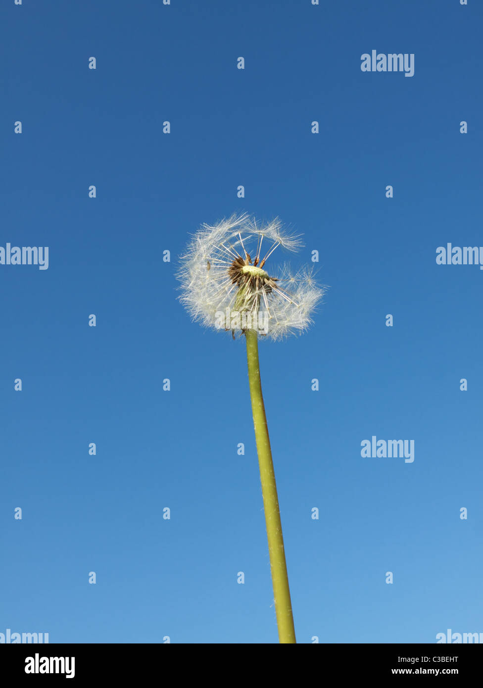 dry dandelion over bright blue sky background Stock Photo - Alamy