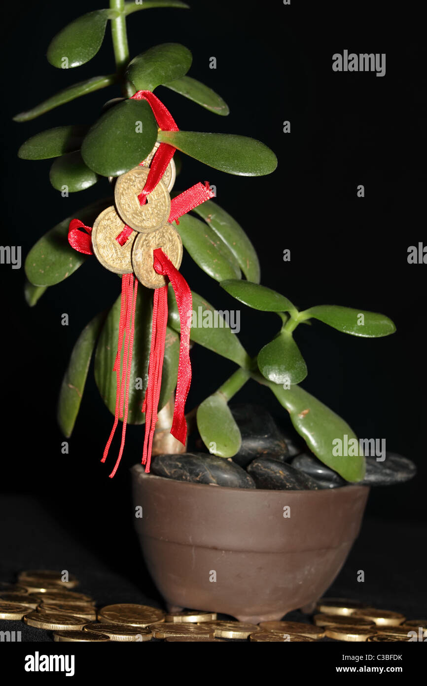 Feng Shui COins on Money Tree with Gold Coins symbolising success and ...