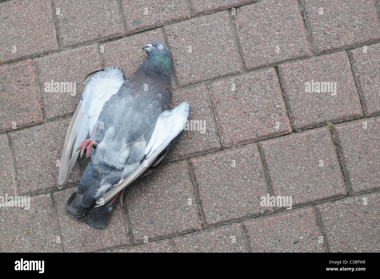 Pigeon colour hi-res stock photography and images - Alamy
