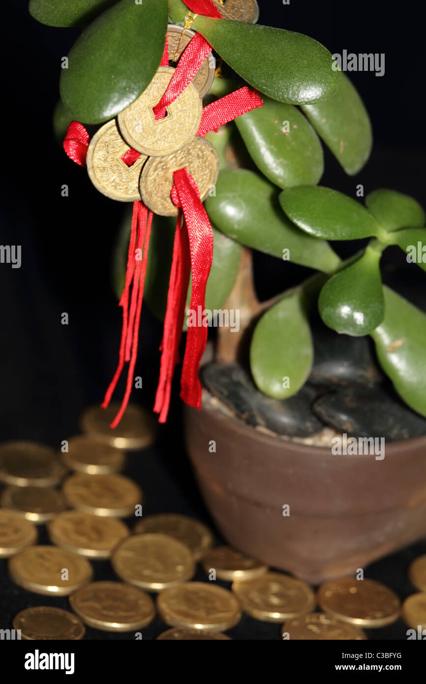 Feng Shui COins on Money Tree with Gold Coins symbolising success and ...