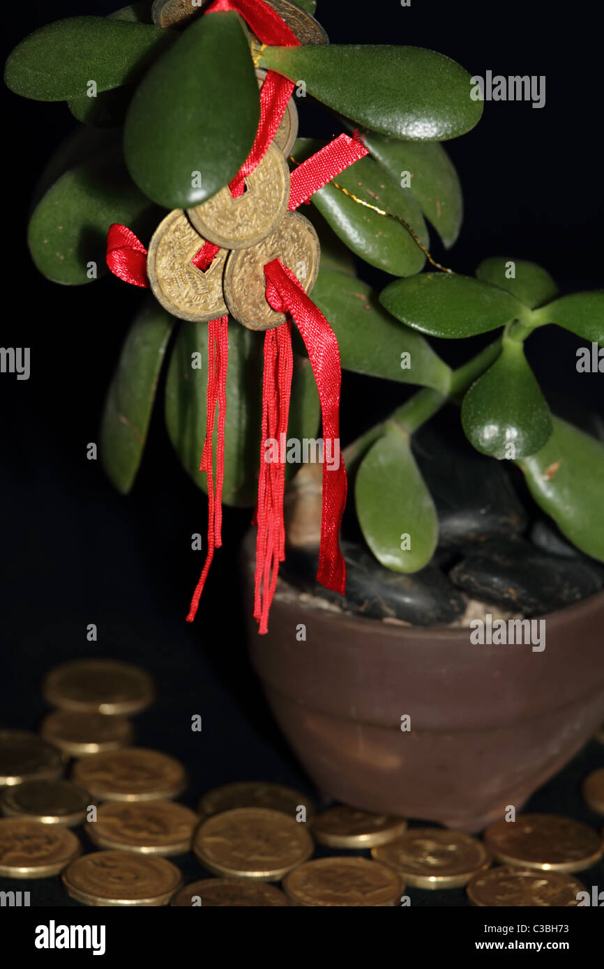 Feng Shui COins on Money Tree with Gold Coins symbolising success and ...