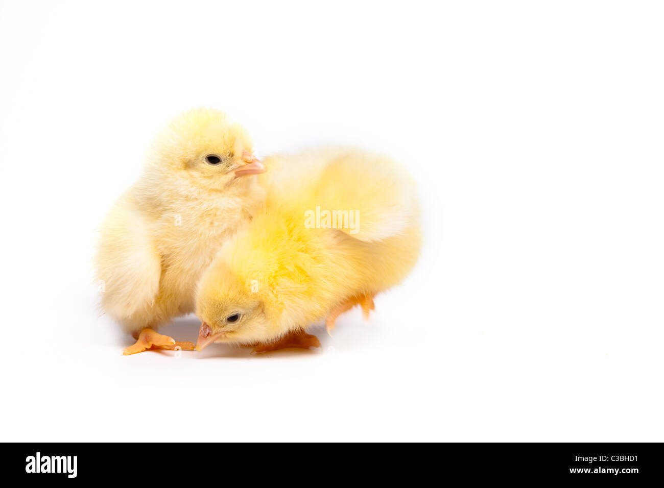 Yellow Chick over white background Stock Photo - Alamy