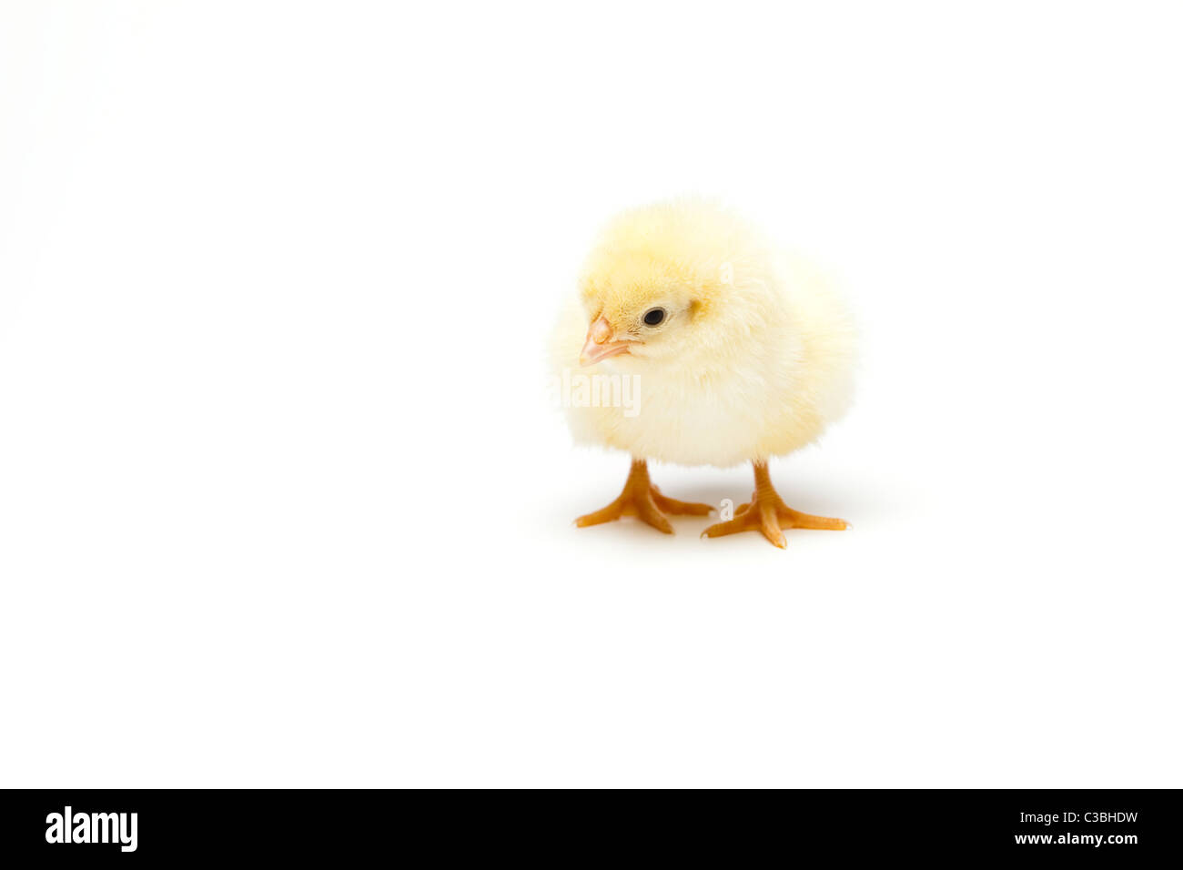 Yellow Chick over white background Stock Photo - Alamy