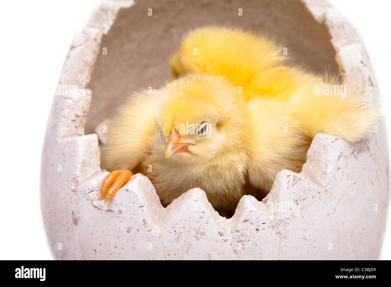 Yellow Chick over white background Stock Photo - Alamy