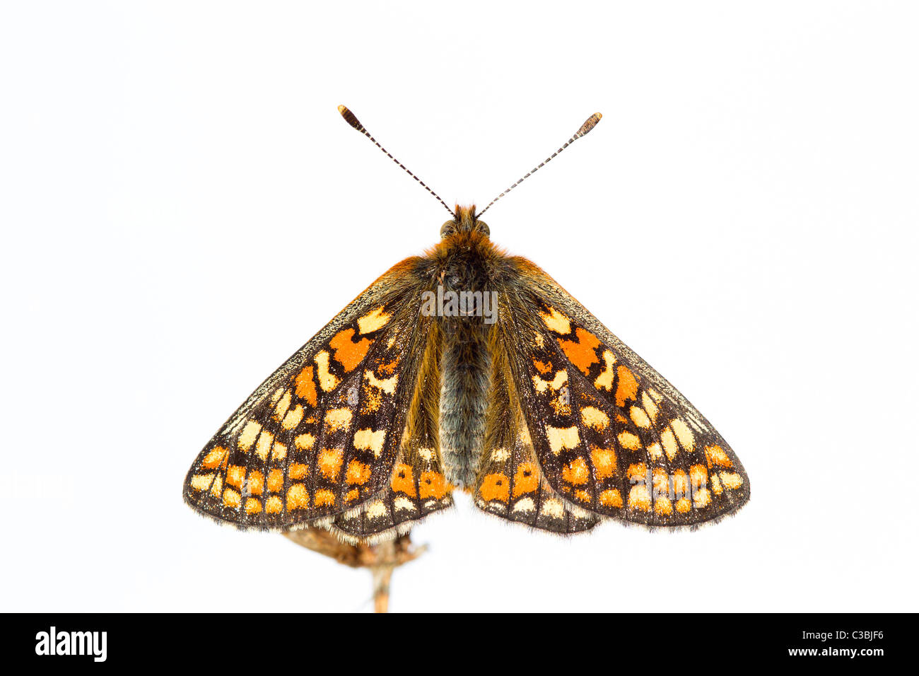 Marsh Fritillary Euphydryas aurinia on grass stem on white studio ...