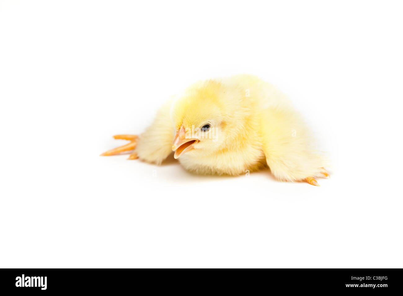 Yellow Chick over white background Stock Photo - Alamy